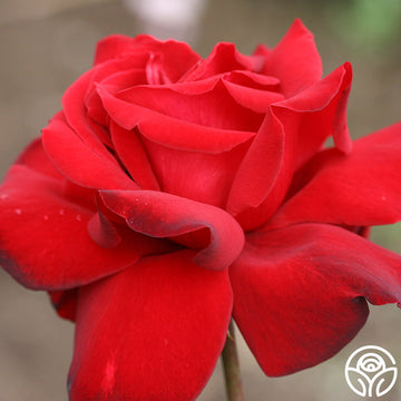 Black Beauty Rose - Hybrid Tea - Lightly Fragrant – Heirloom Roses