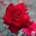Black Beauty Rose - Hybrid Tea - Lightly Fragrant – Heirloom Roses
