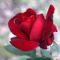 Black Beauty Rose - Hybrid Tea - Lightly Fragrant – Heirloom Roses