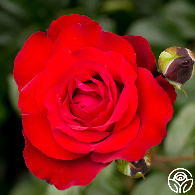 Black Cherry™ – Heirloom Roses