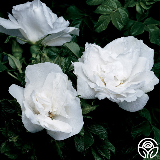 Blanc Double de Coubert Rugosa Rose | Fragrant Rose Plant – Heirloom