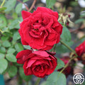 Blaze Rose - Climbing Roses - Lightly Fragrant – Heirloom Roses