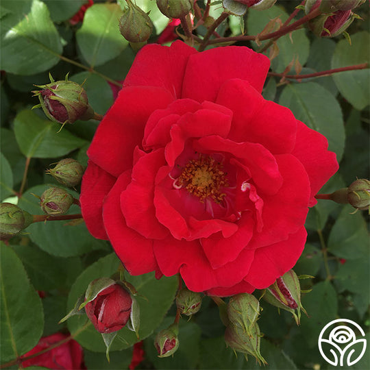 Blaze Rose - Climbing Roses - Lightly Fragrant – Heirloom Roses