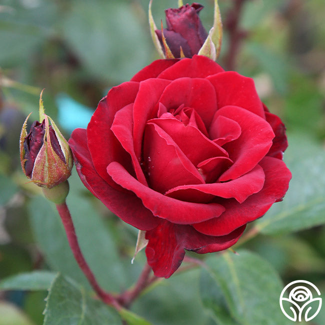 Blaze Rose - Climbing Roses - Lightly Fragrant – Heirloom Roses