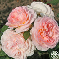 Bliss Rose - Floribunda - Lightly Fragrant – Heirloom Roses