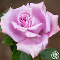 Blue Girl Rose - Hybrid Tea - Moderately Fragrant – Heirloom Roses