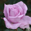 Blue Moon Rose - Hybrid Tea - Very Fragrant – Heirloom Roses