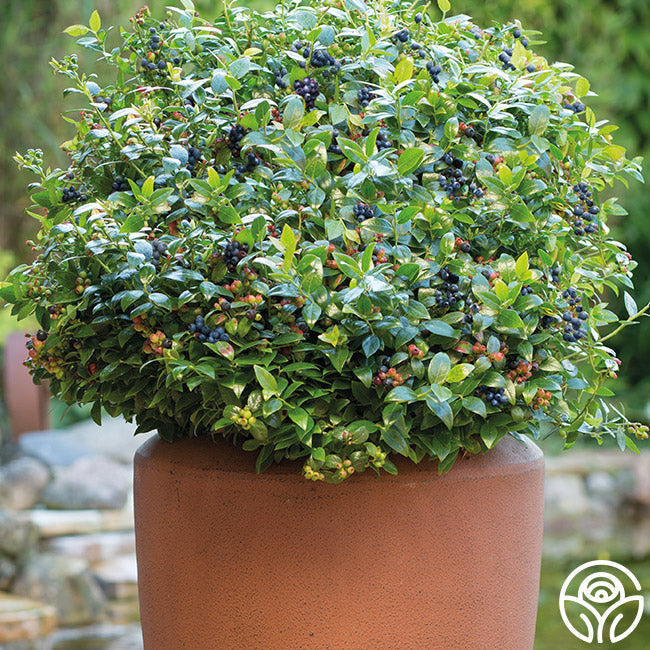 Blueberry Glaze® – Heirloom Roses