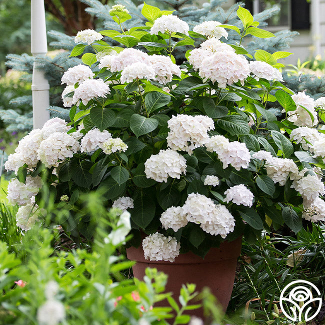 Blushing Bride – Heirloom Roses