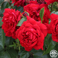 Bordeaux Rose - Floribunda - Lightly Fragrant – Heirloom Roses