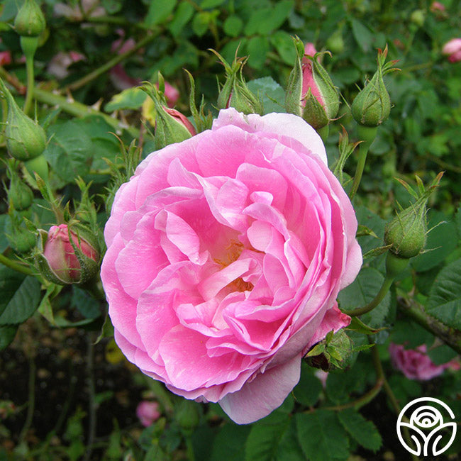 Bourbon Queen Rose - Bourbons - Very Fragrant – Heirloom Roses