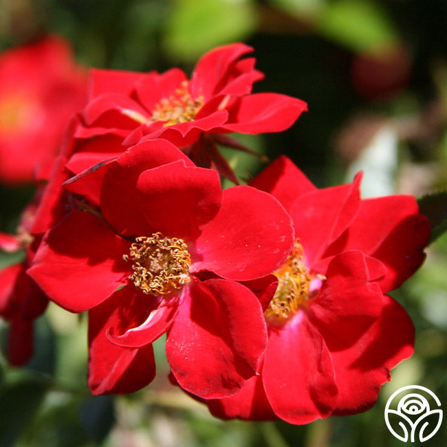 Boy O Boy Shrub Rose | Red Rose Bush – Heirloom Roses