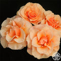 Brandy Rose - Hybrid Tea - Lightly Fragrant – Heirloom Roses