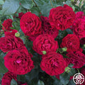 Braveheart Rose - Shrub - Lightly Fragrant – Heirloom Roses