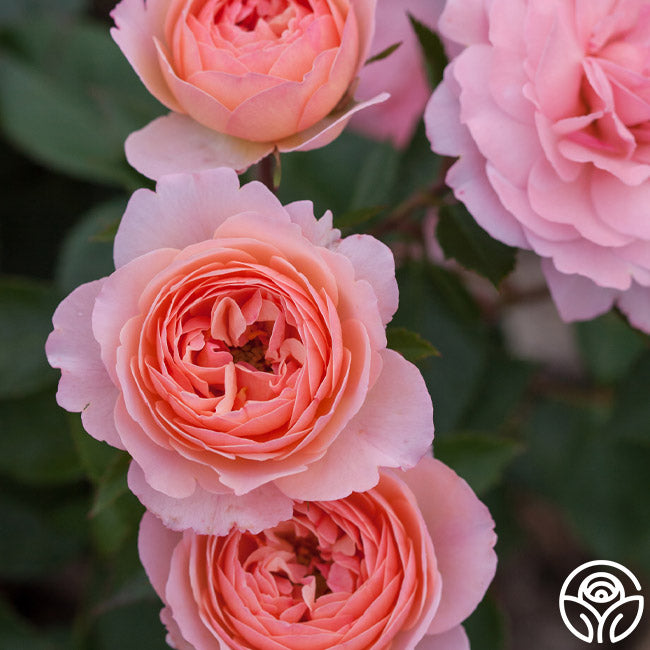 Calypso | Apricot Shrub Rose Bush – Heirloom Roses