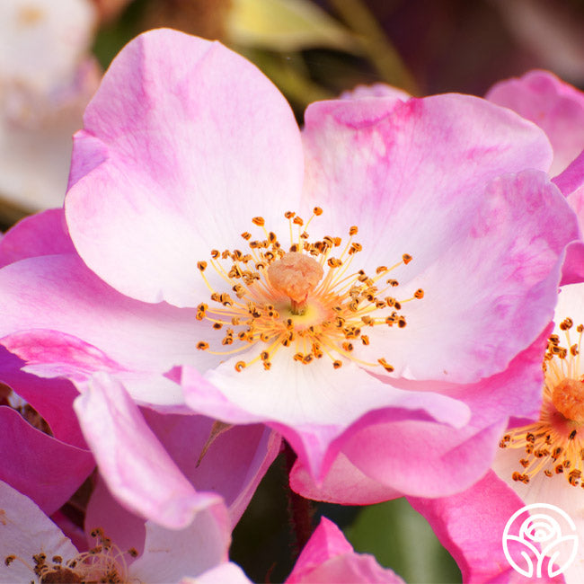 Carefree Delight Landscape Rose | Pink Rose Plant – Heirloom Roses