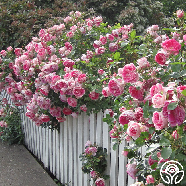 Carefree Wonder Landscape Rose | Heirloom Roses