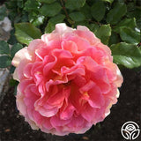 Caribbean Breeze – Heirloom Roses