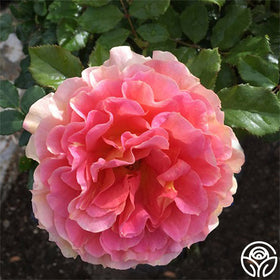 Caribbean Breeze – Heirloom Roses