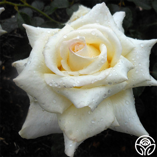 Caroline de Monaco Hybrid Tea Rose | White Rose Plant – Heirloom Roses