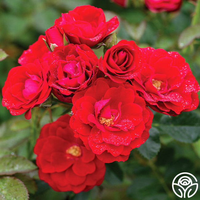 Cherry Frost™ | Red Climbing Roses Rose Bush – Heirloom Roses