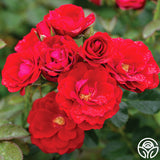 Cherry Frost™ – Heirloom Roses