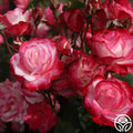 Cherry Parfait Rose - Grandiflora - Lightly Fragrant – Heirloom Roses