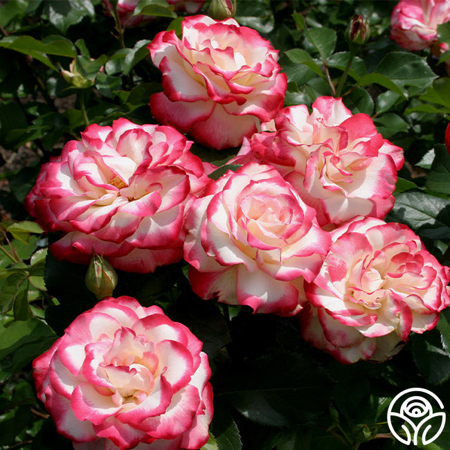 Cherry Parfait Rose - Grandiflora - Lightly Fragrant – Heirloom Roses