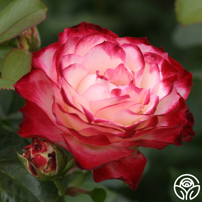 Cherry Parfait Rose - Grandiflora - Lightly Fragrant – Heirloom Roses