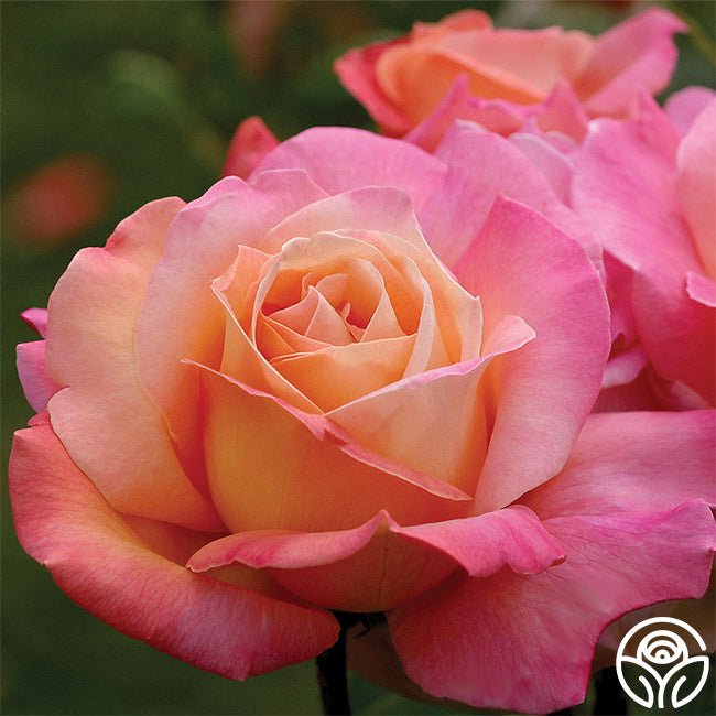 Chicago Peace Rose - Hybrid Tea - Moderately Fragrant – Heirloom Roses