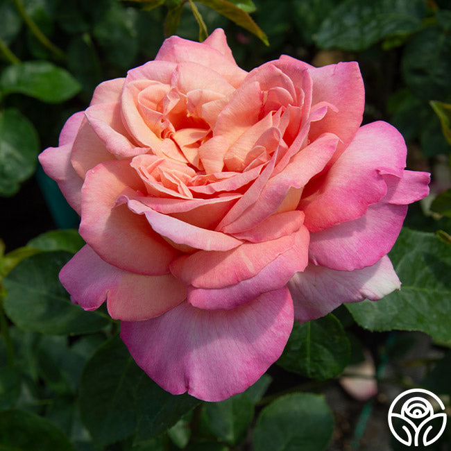 Chicago Peace Rose - Hybrid Tea - Moderately Fragrant – Heirloom Roses