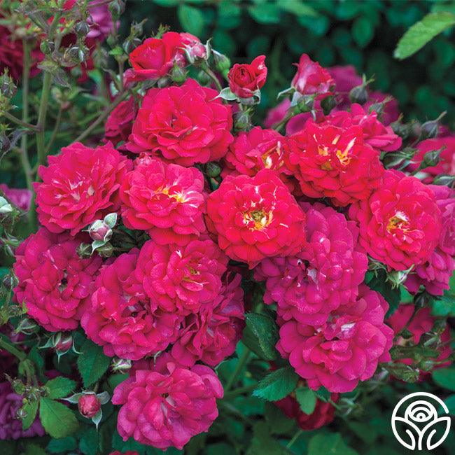 Children's Hope Shrub Rose | Red Rose Bush – Heirloom Roses