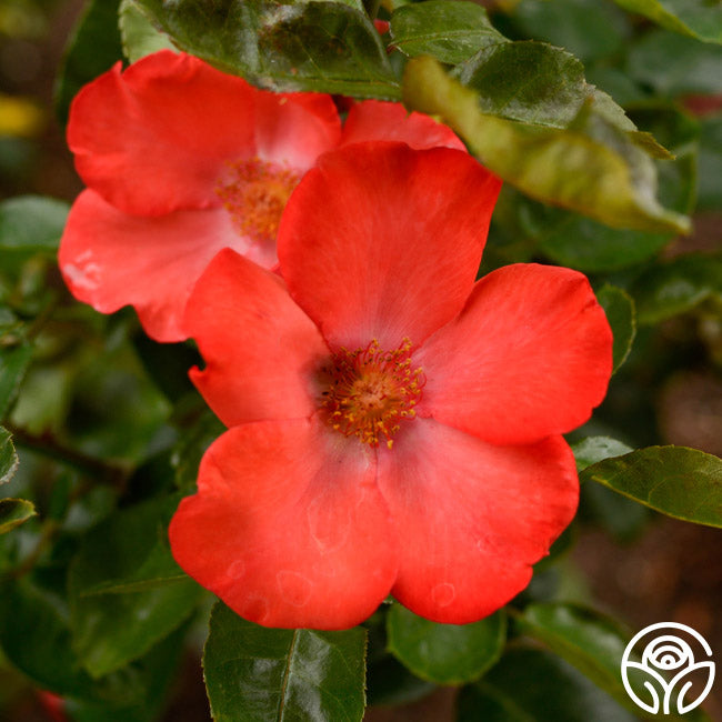 Christine Climbing Rose | Orange Rose Bush – Heirloom Roses