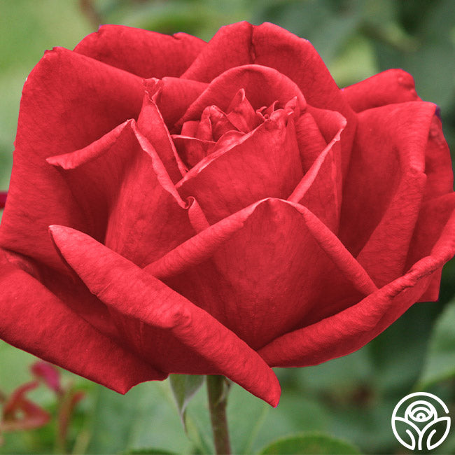 Chrysler Imperial Rose - Hybrid Tea - Exceptionally Fragrant – Heirloom ...