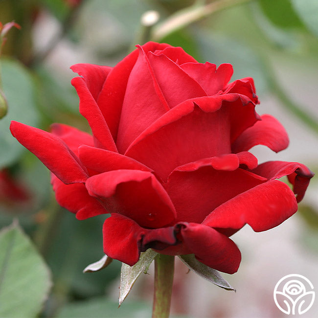 Chrysler Imperial Rose - Hybrid Tea - Exceptionally Fragrant – Heirloom ...