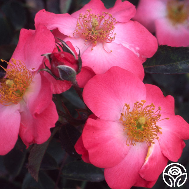 Chuckles Hardy Rose | Pink Rose Bush – Heirloom Roses