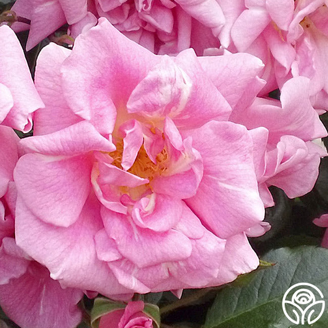 CL Pinkie Climbing Rose | Thornless Rose Bush – Heirloom Roses