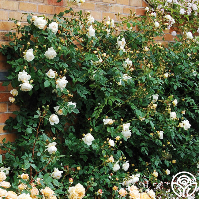 Claire Austin David Austin Climbing Rose | Heirloom Roses
