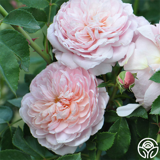 Colette Rose - Shrub - Moderately Fragrant – Heirloom Roses