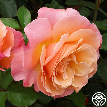 Colorific Rose - Floribunda - Lightly Fragrant – Heirloom Roses