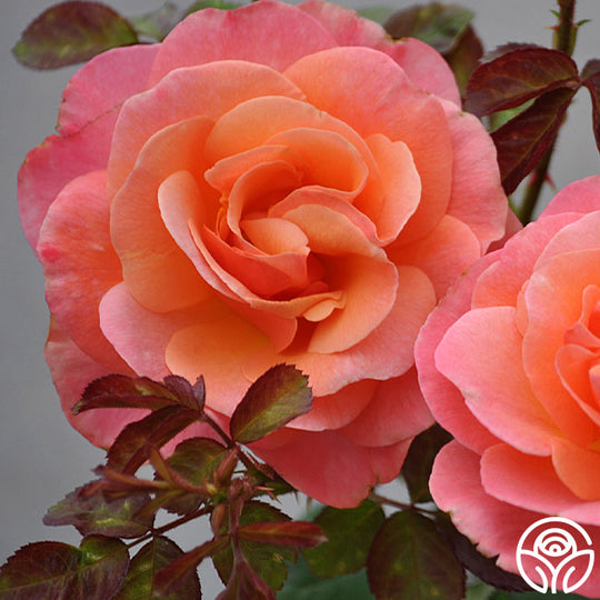 Colorific Rose - Floribunda - Lightly Fragrant – Heirloom Roses