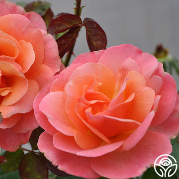 Colorific Rose - Floribunda - Lightly Fragrant – Heirloom Roses