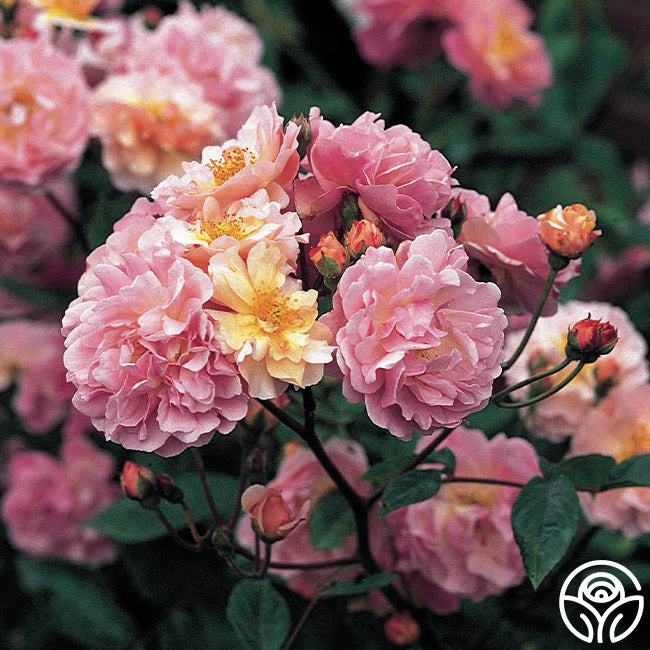 Cornelia Rose - Hybrid Musk - Very Fragrant – Heirloom Roses