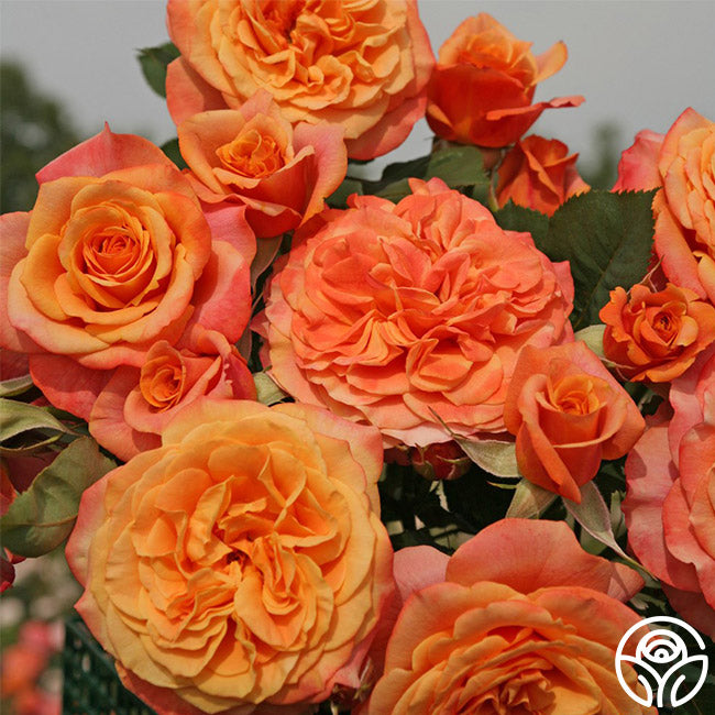 Sunbelt Crazy Love Grandiflora Rose | Orange Rose Plant – Heirloom