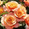 Crazy Love™ – Heirloom Roses