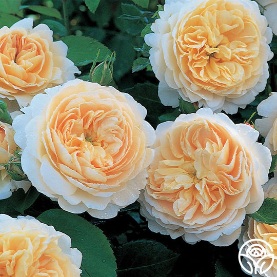 Crocus Rose Rose - David Austin - Very Fragrant – Heirloom Roses