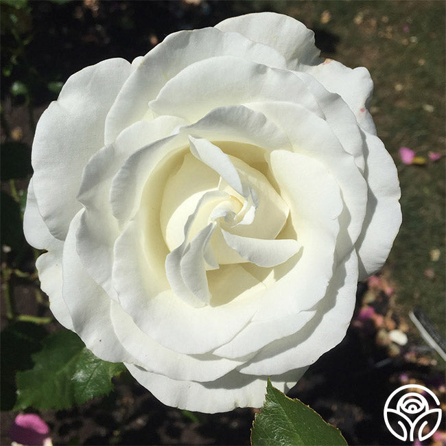 Crystalline Rose - Hybrid Tea - Lightly Fragrant – Heirloom Roses