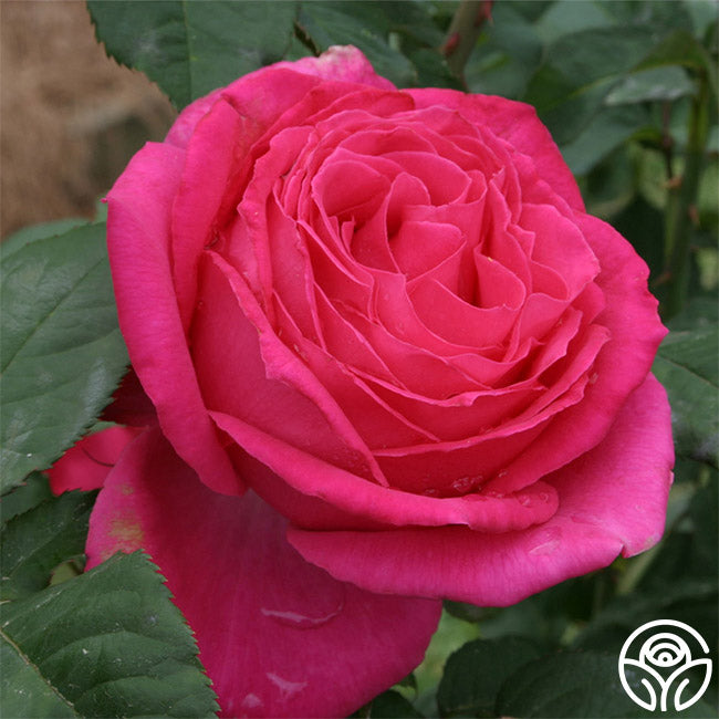 Cynthia Rose Bush – Heirloom Roses