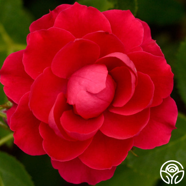 Danny Boy Shrub Rose | Red Rose Plant – Heirloom Roses