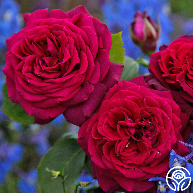 Parfuma Dark Desire Grandiflora Rose | Fragrant Rose Bush – Heirloom Roses